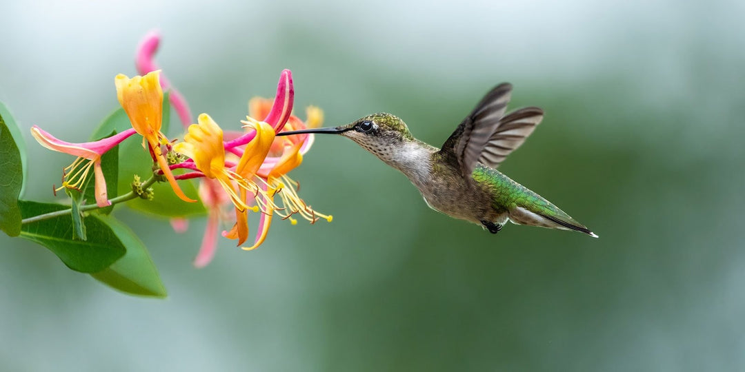 GadgetLife – shirem